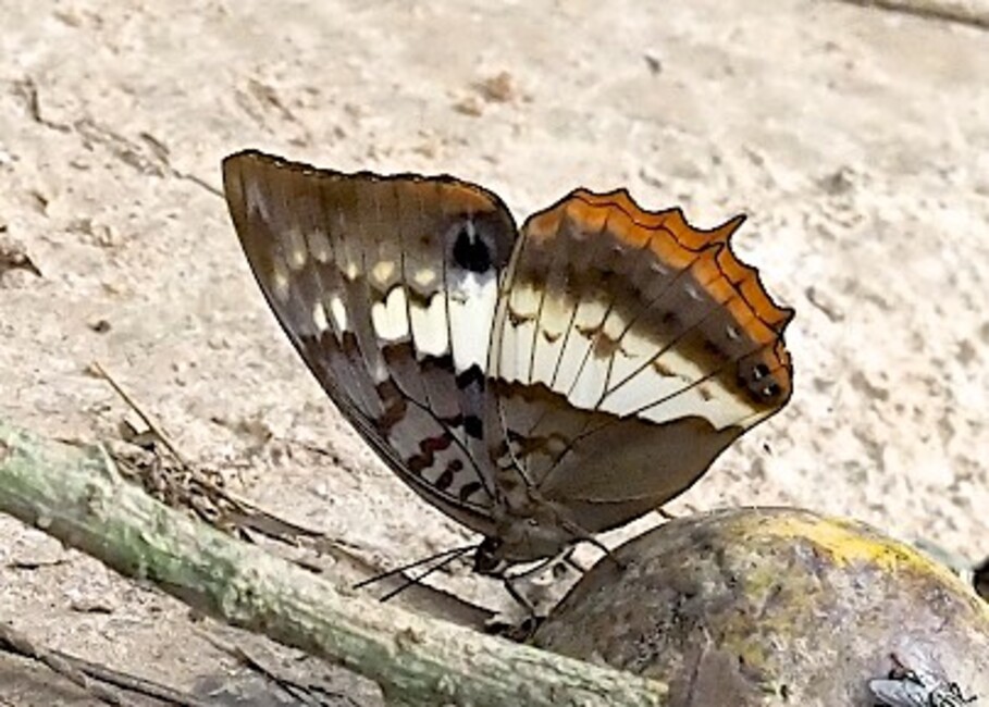 Flame-Bordered Charaxes - Charaxes protoclea protoclea