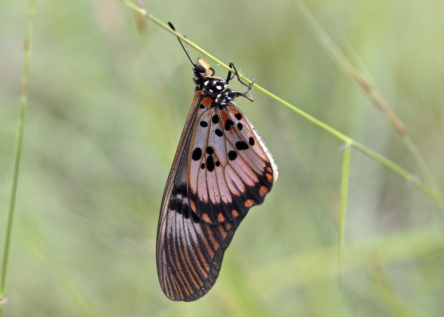 Falcate Acraea - Acraea perenna perenna