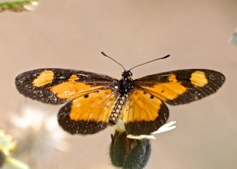 Falls Acraea - Acraea acerata