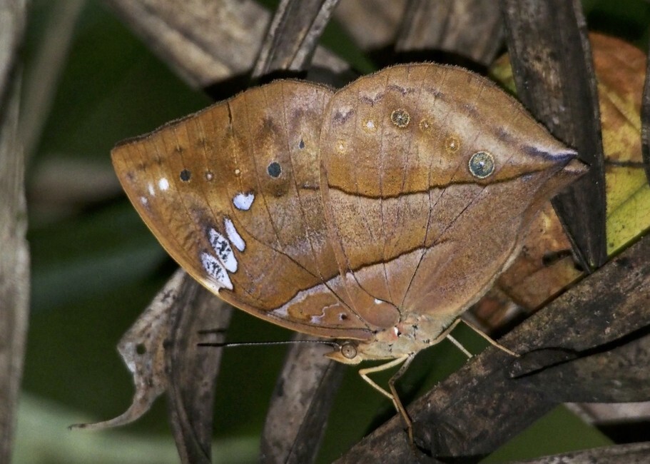 African Leaf Butterfly - Kallimoides rumia rattrayi